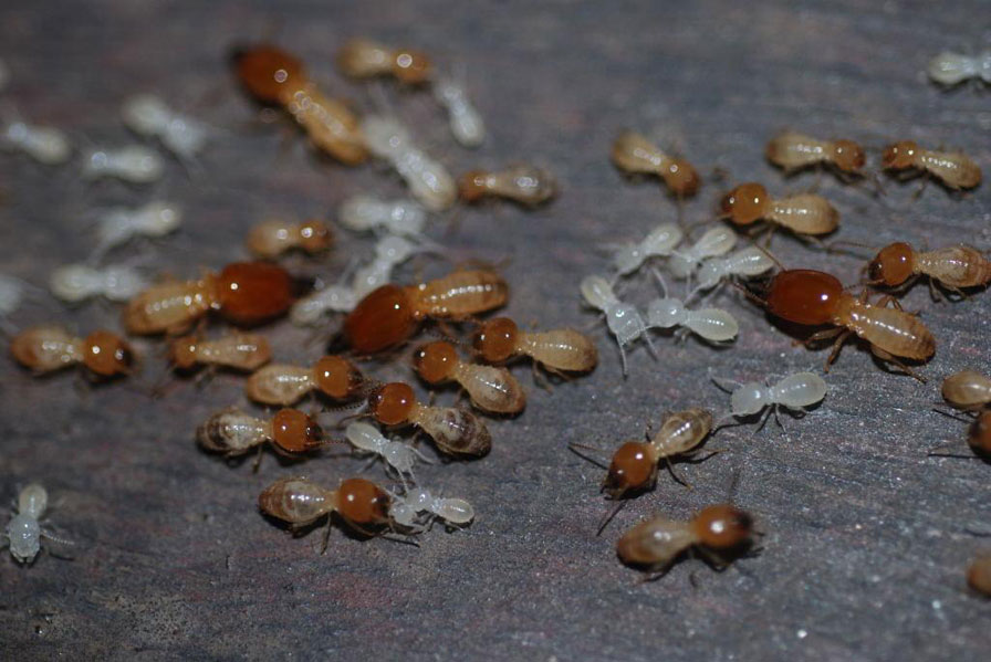 termitas Byostasys, Control de plagas Madrid