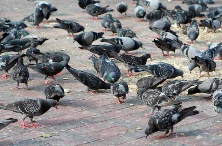 El peligro de las plagas de palomas urbanas