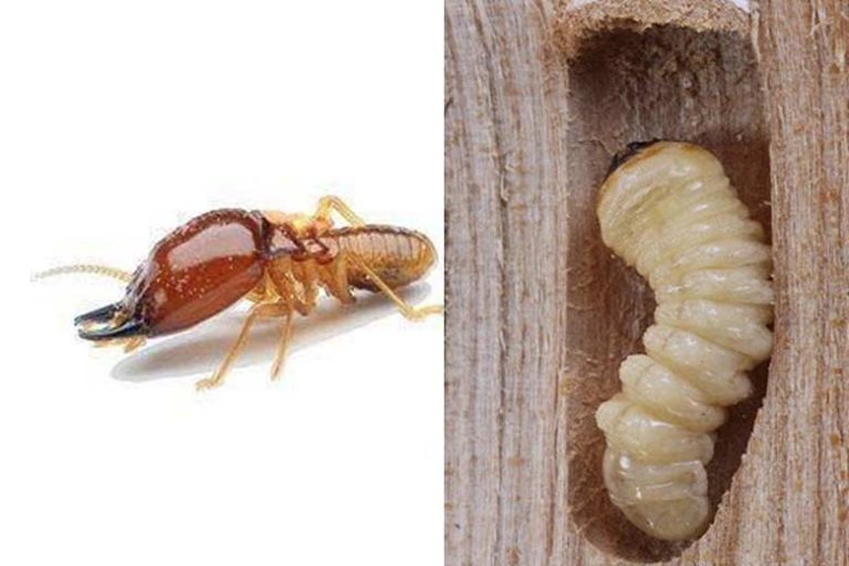 Eliminar termitas y carcoma - [Byostasys]