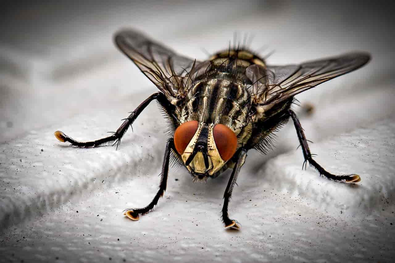 ¿Conoces a los insectos más peligrosos del planeta?