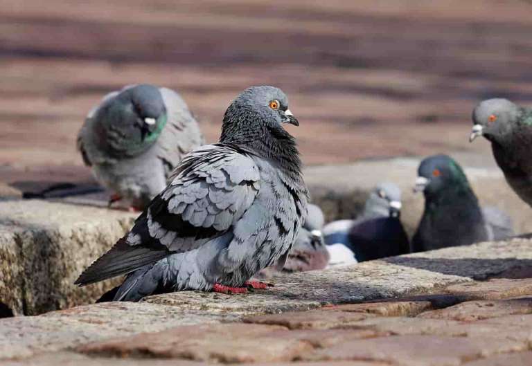 Métodos más efectivos para ahuyentar a las palomas